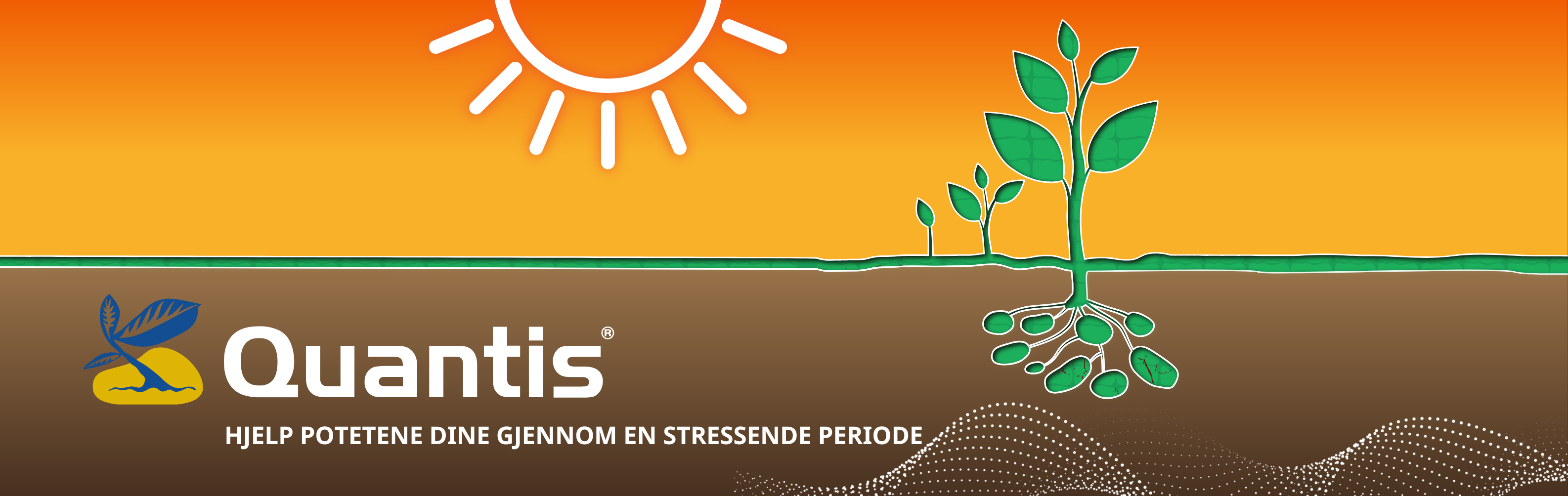 Biostimulanten QUANTIS styrker potetene dine mot tørke og varmestress